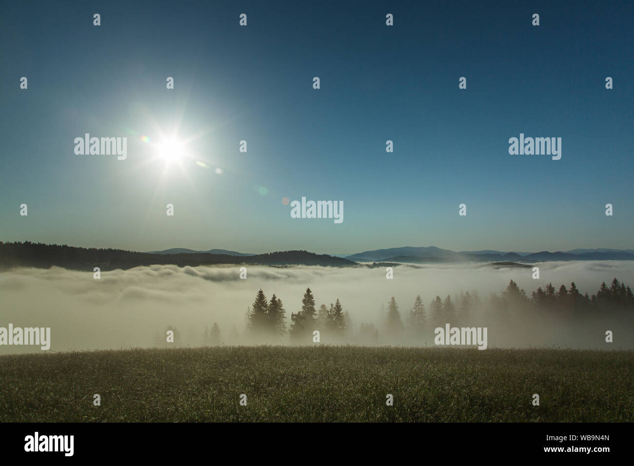 Lens flare sun through tops hi-res stock photography and images - Alamy