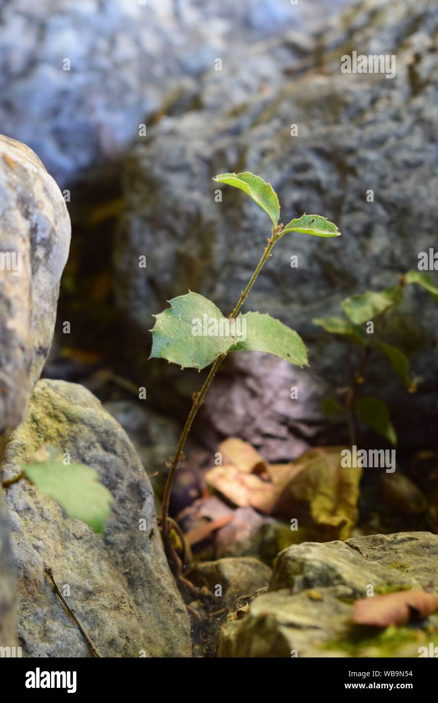 Tree root in cave hi-res stock photography and images - Alamy
