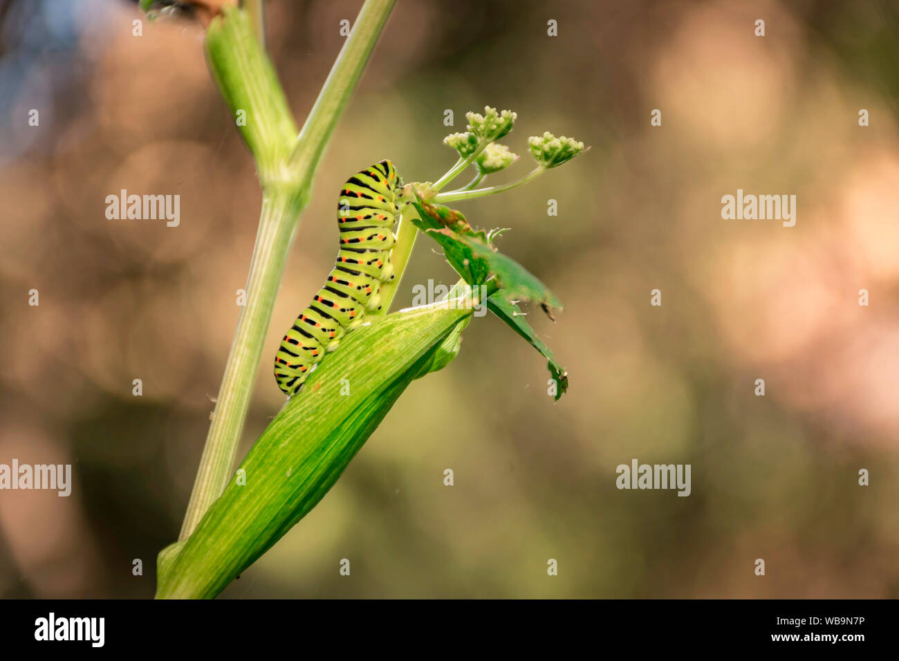 Caterpillar to butterfly Stock Photo - Alamy