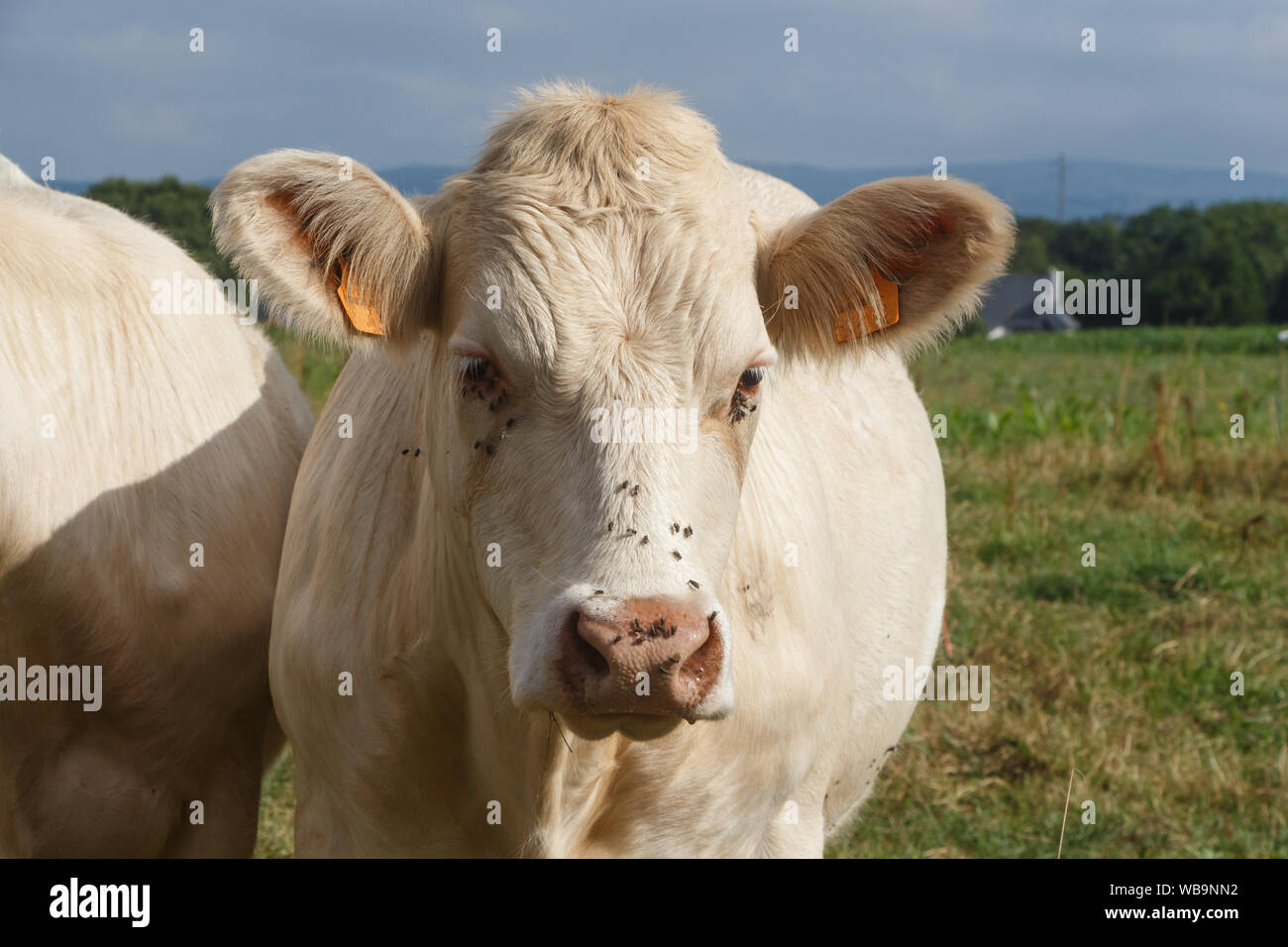 Charolaise cow hi-res stock photography and images - Alamy