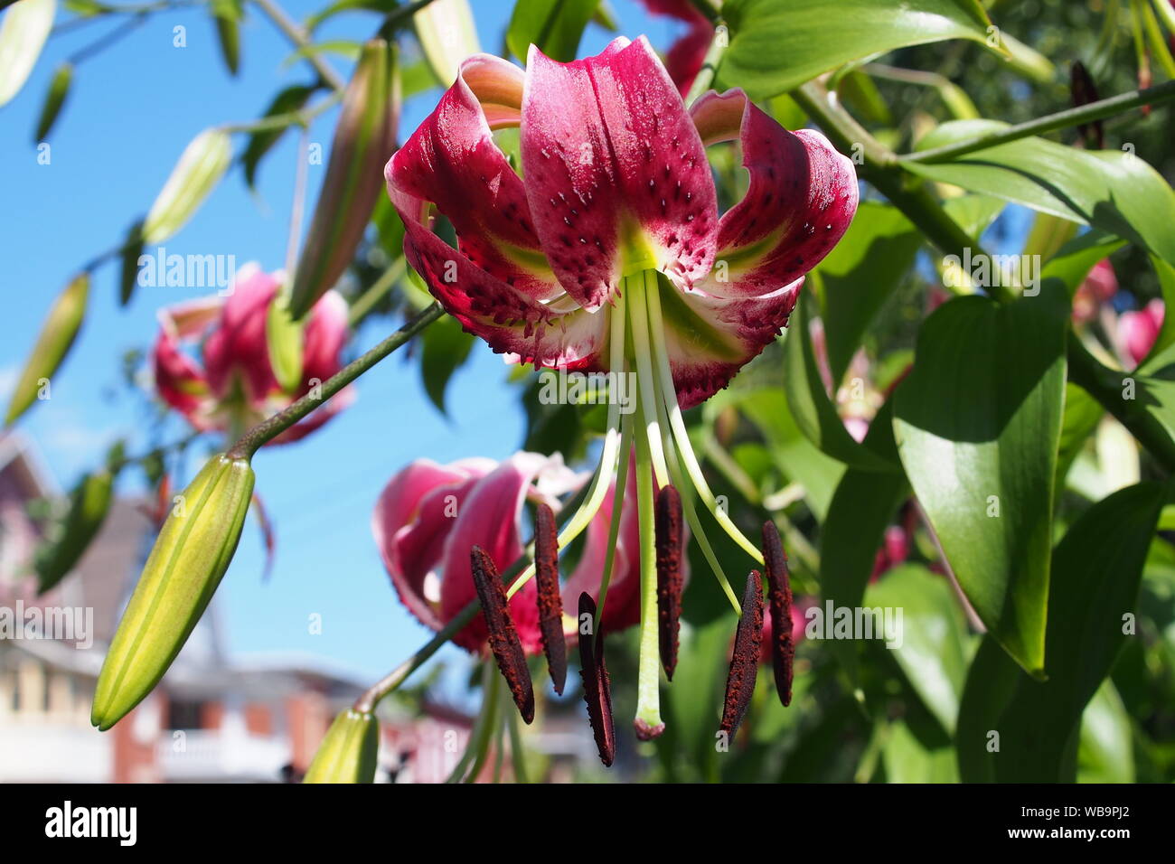 Tiger Lily (Miss Feya Turban Lily) in a Glebe garden, Ottawa, Ontario ...