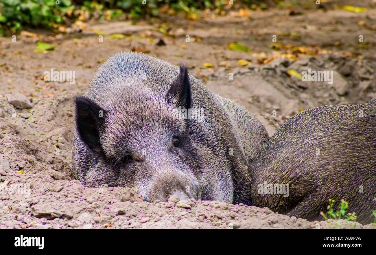 Wild Boar Sleeping In Forest High Resolution Stock Photography and ...
