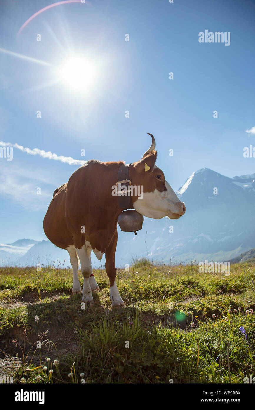 The Eiger mountain and brown Alpine cow with cowbell in alpine meadow ...