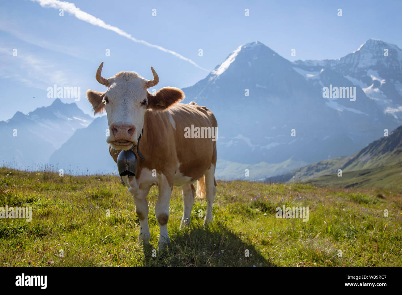 The Eiger mountain and brown Alpine cow with cowbell in alpine meadow ...