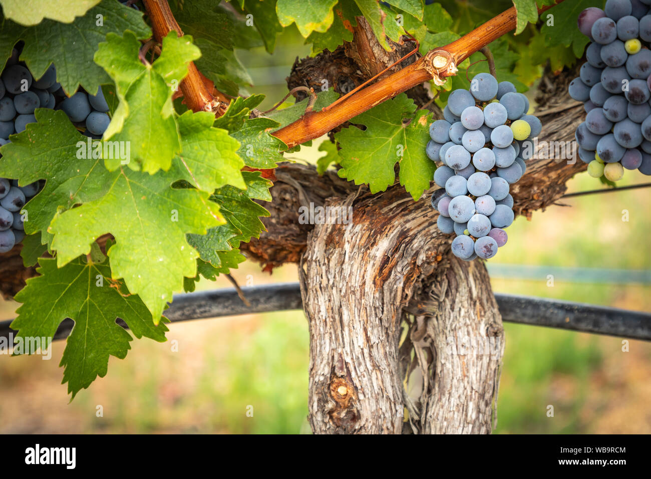 Lush Wine Grapes Clusters Hanging On The Vine Stock Photo - Alamy