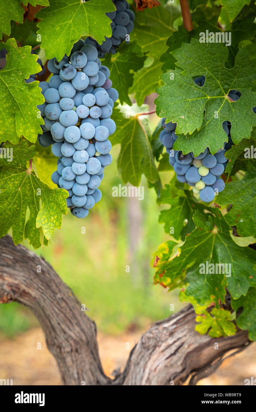 Clusters of colorful grapes hi-res stock photography and images - Alamy