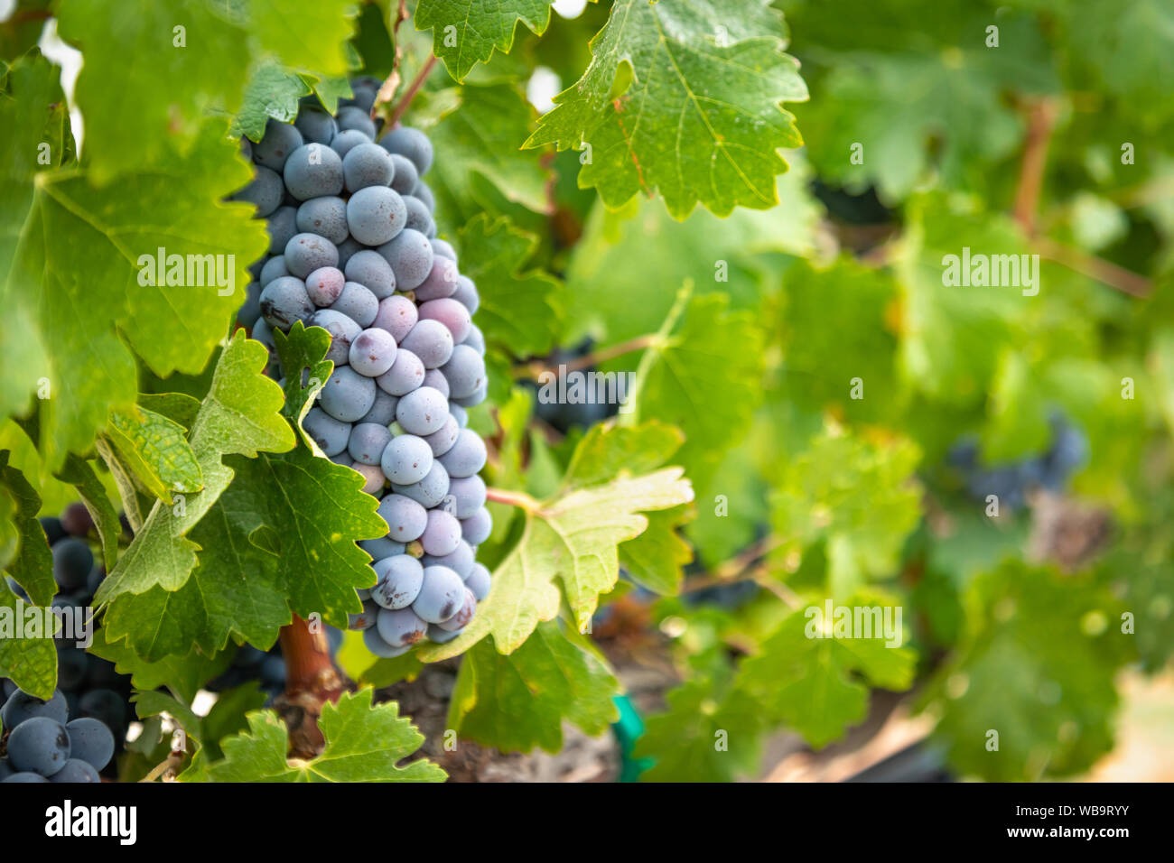 Lush Wine Grapes Clusters Hanging On The Vine Stock Photo - Alamy