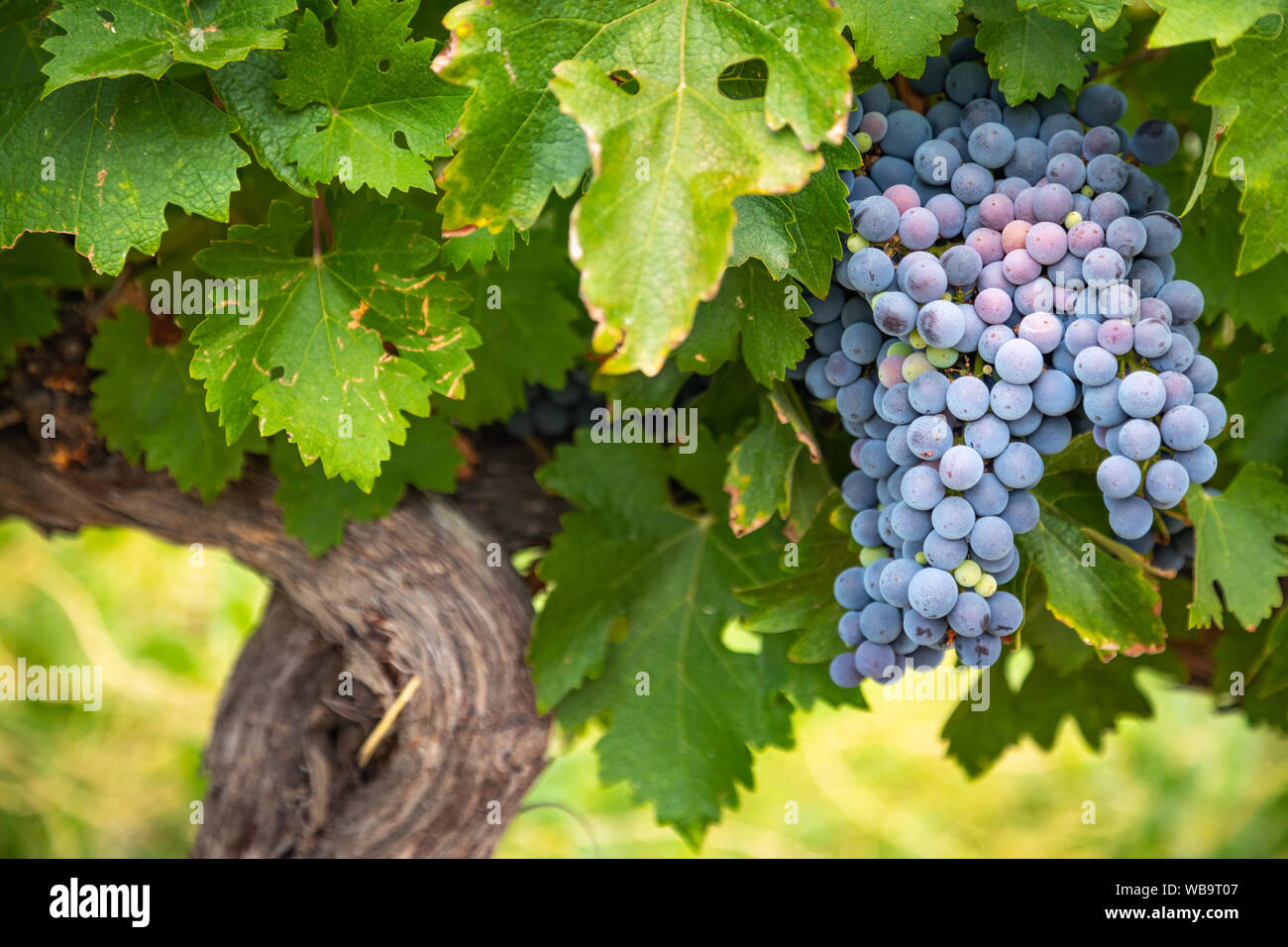 Lush Wine Grapes Clusters Hanging On The Vine Stock Photo - Alamy