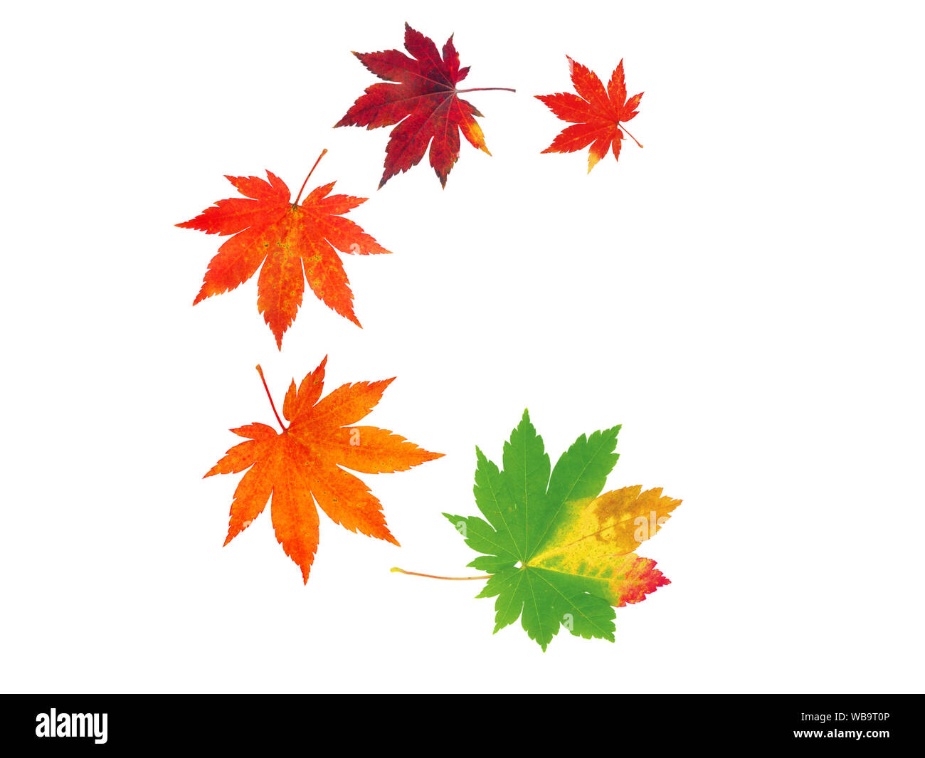 Spiral flying heap of japanese maple tree colorful autumn leaves ...