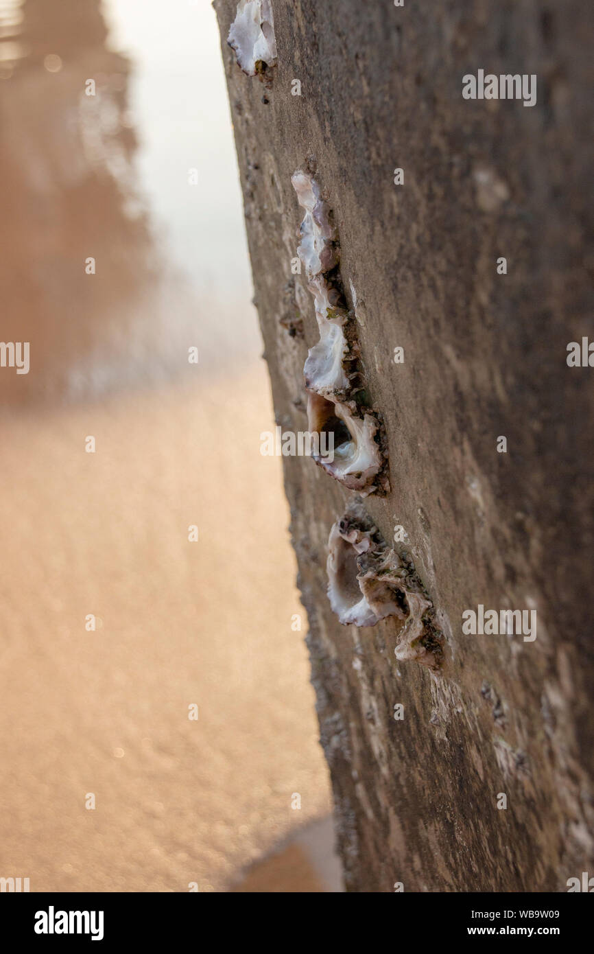 A close up view of barnacles on the side of a concrete piller on the ...