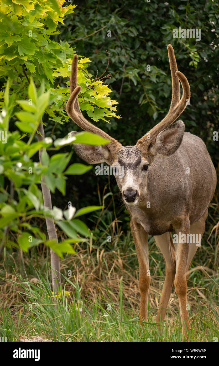 Buck looking at the camera hi-res stock photography and images - Alamy