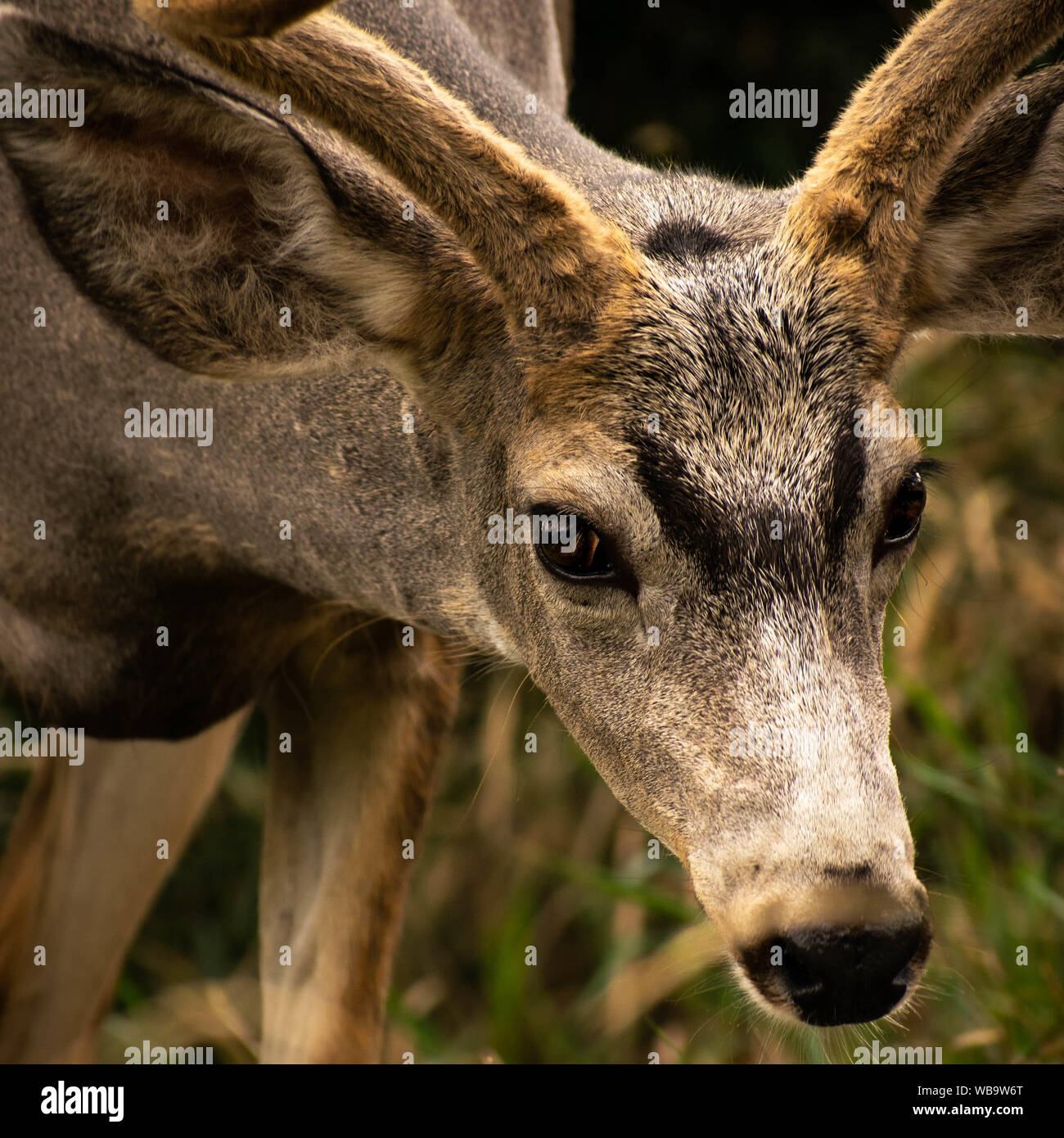 a whitetail buck looking at the camera Stock Photo - Alamy