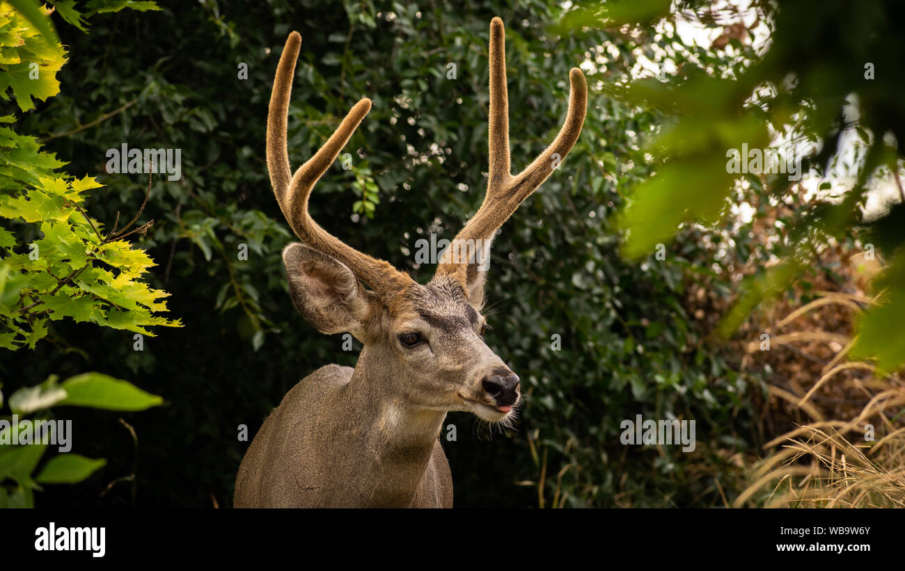 a whitetail buck looking at the camera Stock Photo - Alamy