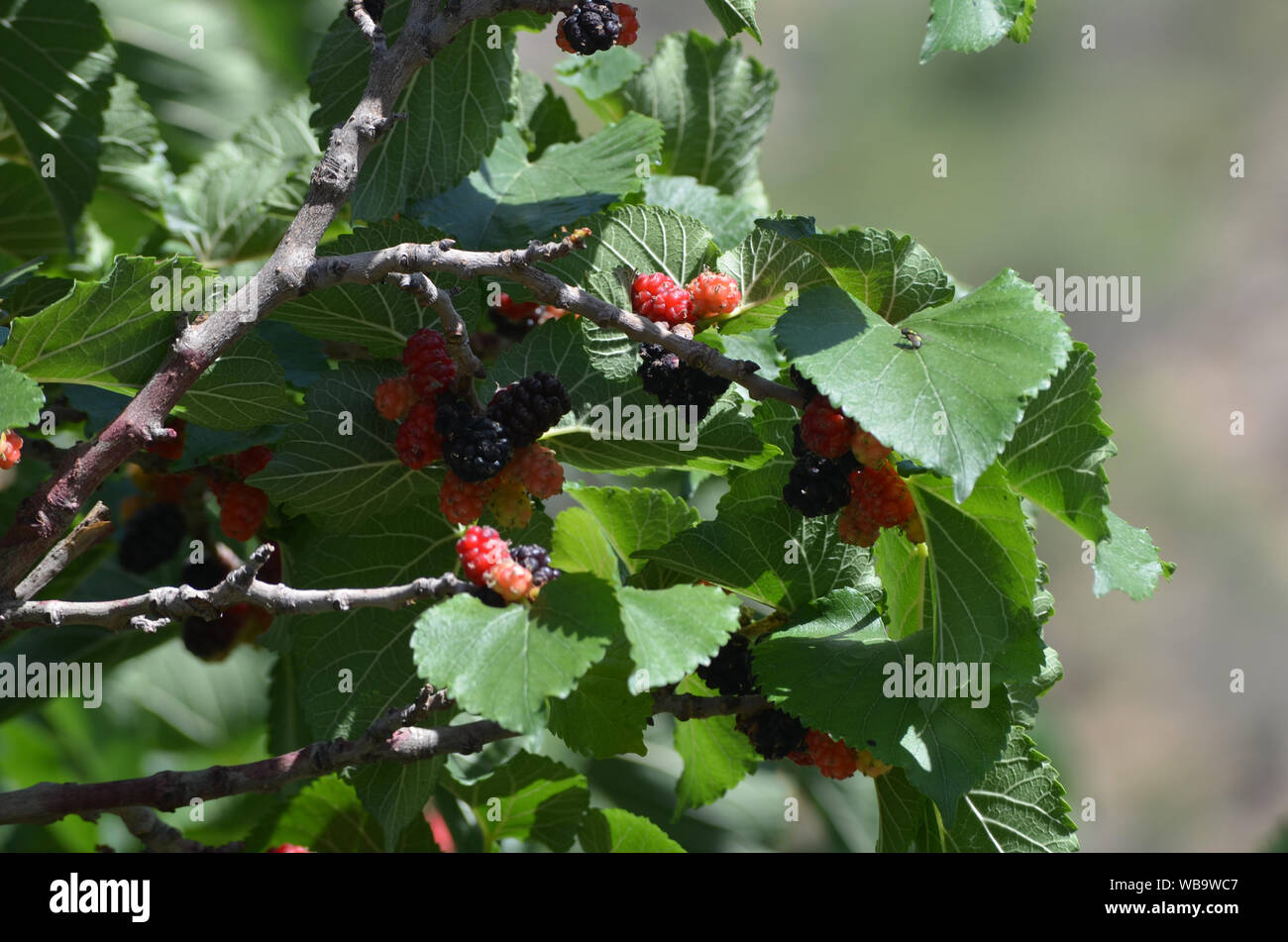 Black mulberry tree (Morus nigra) leaves and fruits, Nuratau mountains ...