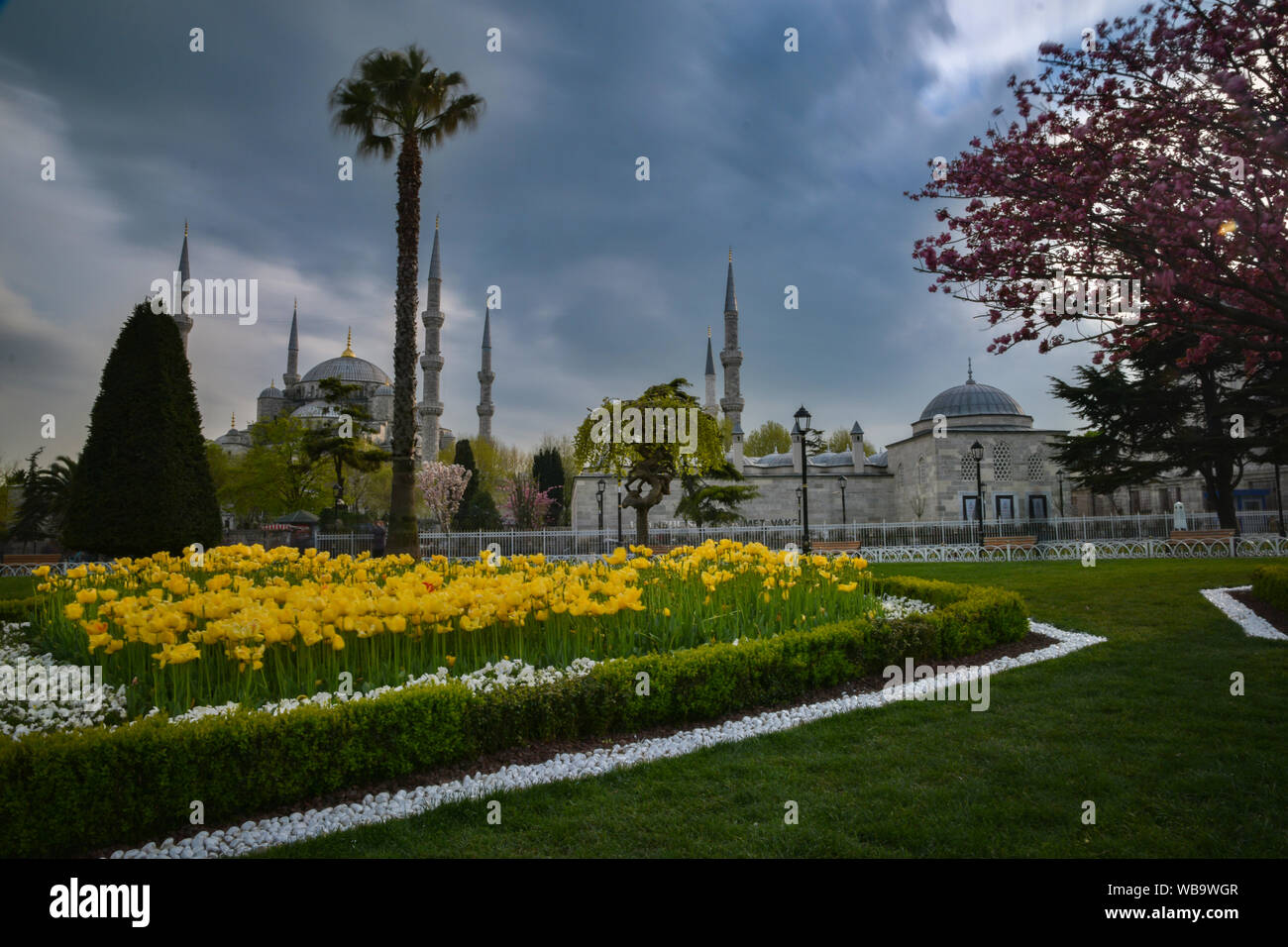 Tulip Festival in Sultahahmet Square. Tulips and Blue Mosque in ...