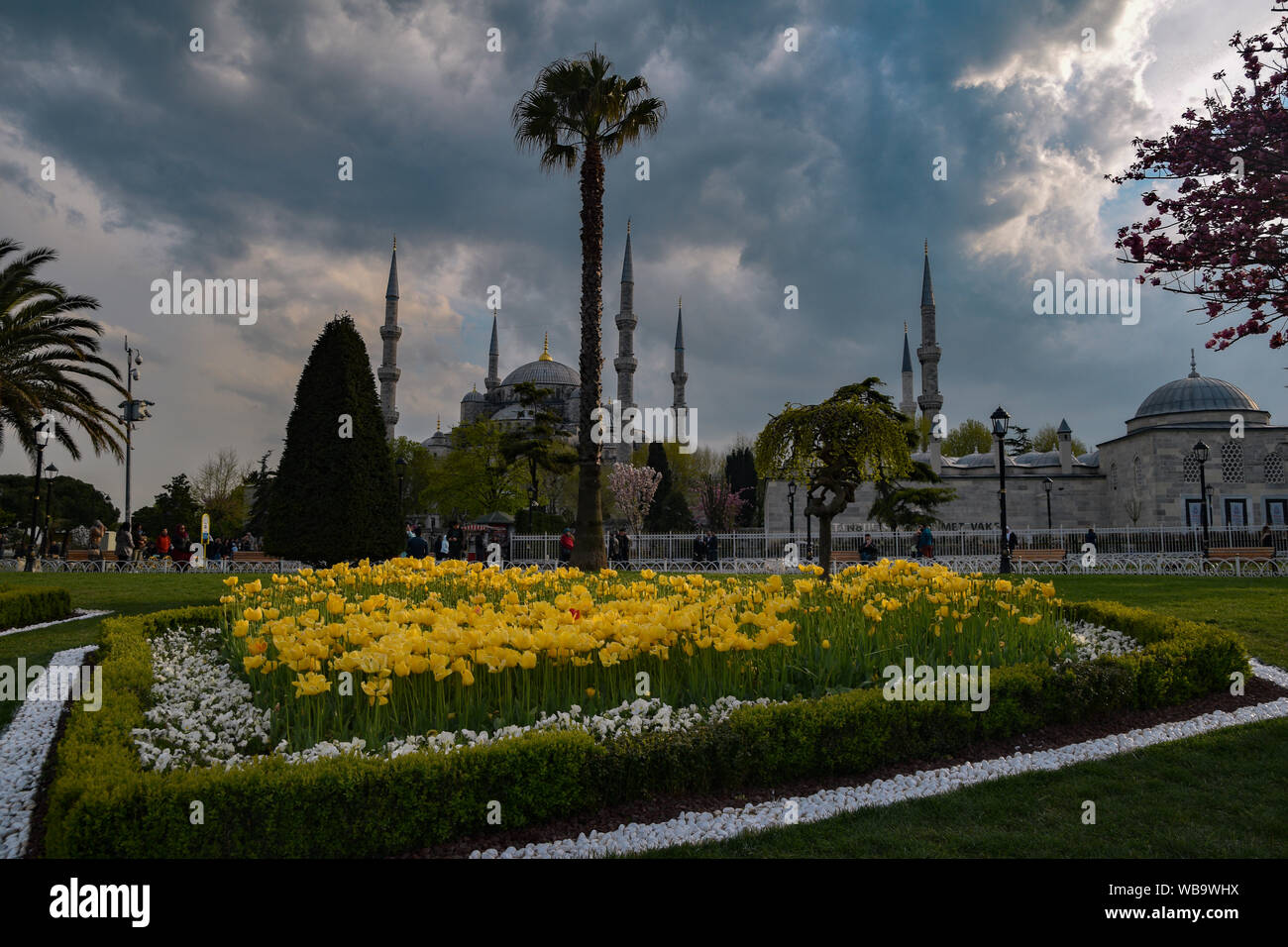 Tulip Festival in Sultahahmet Square. Tulips and Blue Mosque in ...