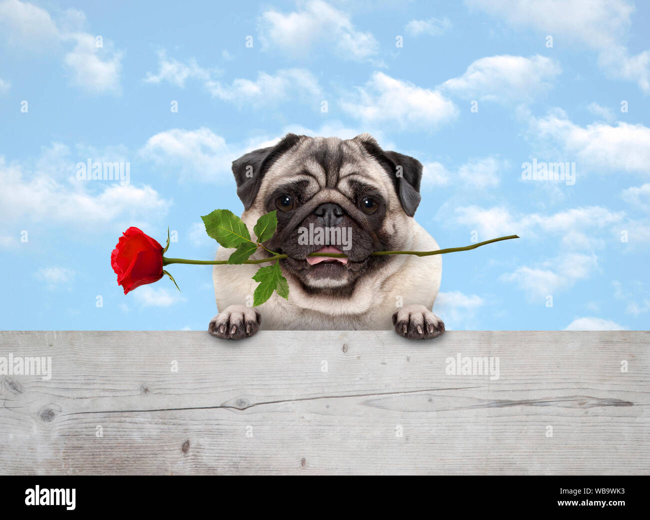 frolic cute smiling pug puppy dog with red rose in mouth, with paws on ...