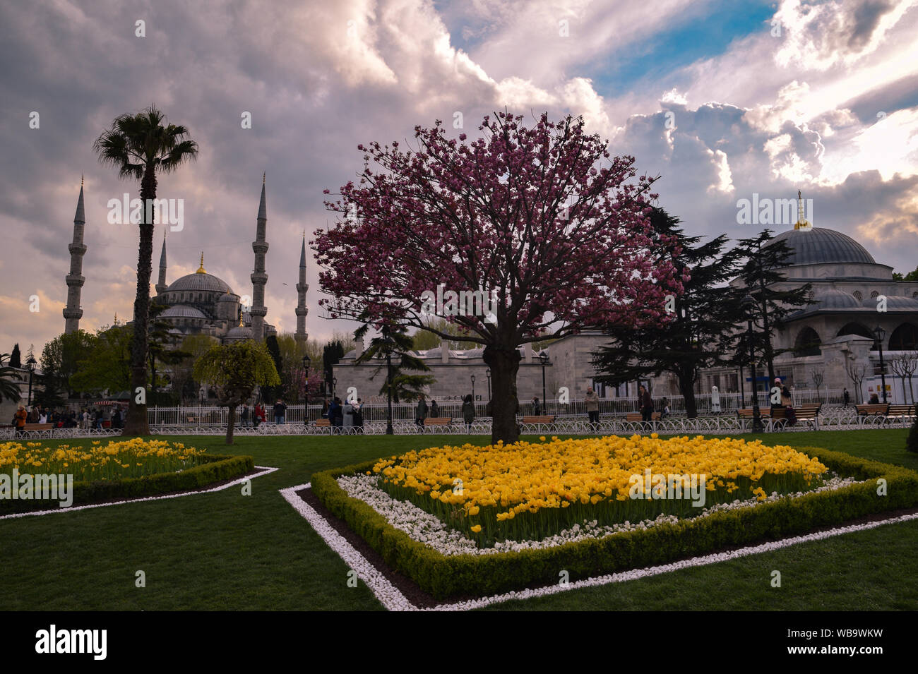 Tulip Festival in Sultahahmet Square. Tulips and Blue Mosque in ...