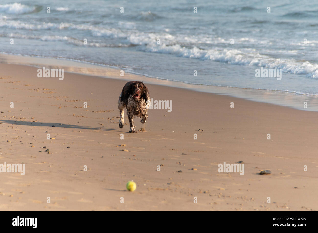a dog running on the beach Stock Photo - Alamy