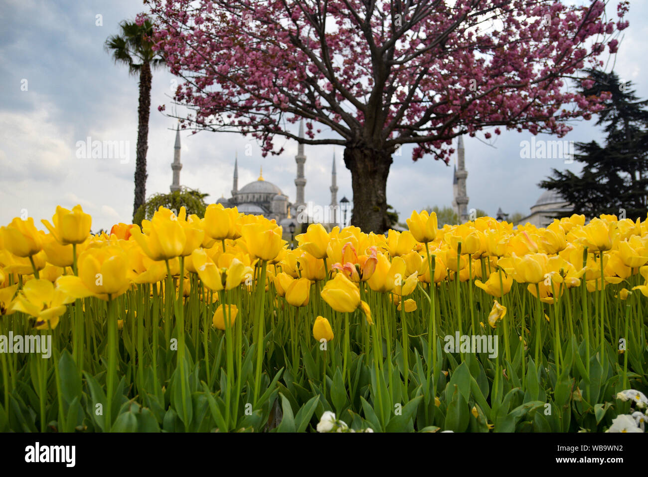 Tulip Festival in Sultahahmet Square. Tulips and Blue Mosque in ...