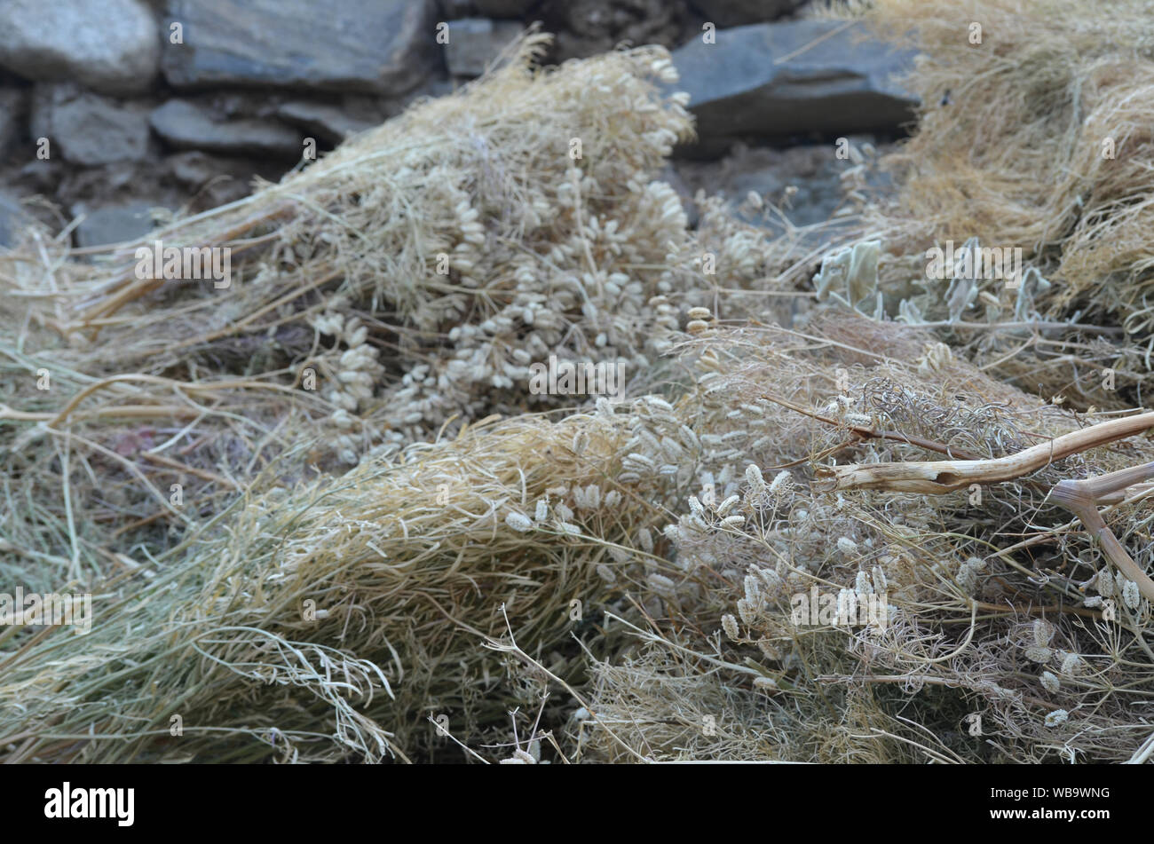 Dry fodder to be fed at farm animals in Nuratau mountains, central ...
