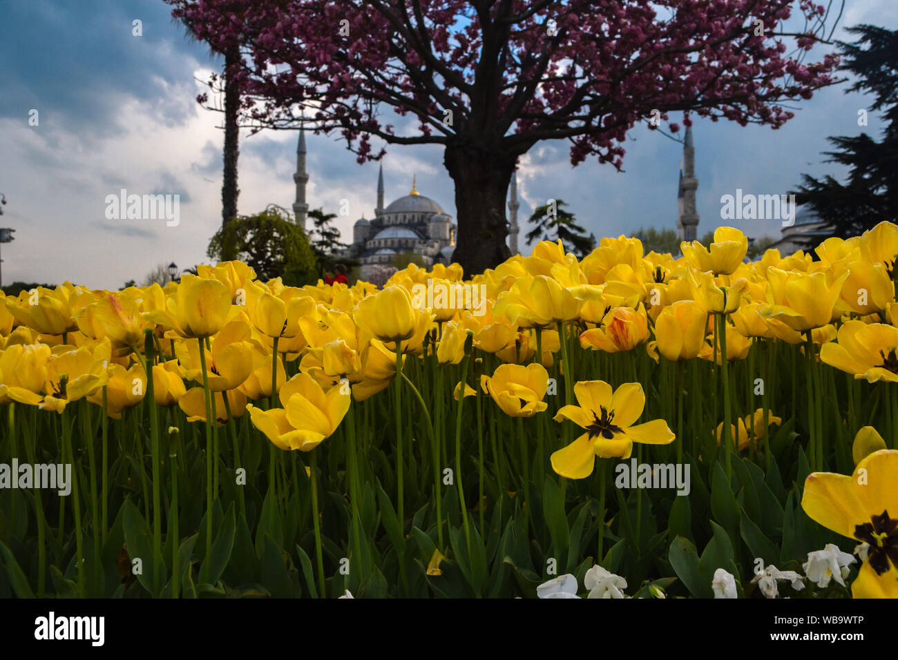 Tulip Festival in Sultahahmet Square. Tulips and Blue Mosque in ...