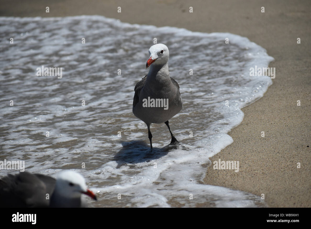 Seagull on the beach Stock Photo - Alamy