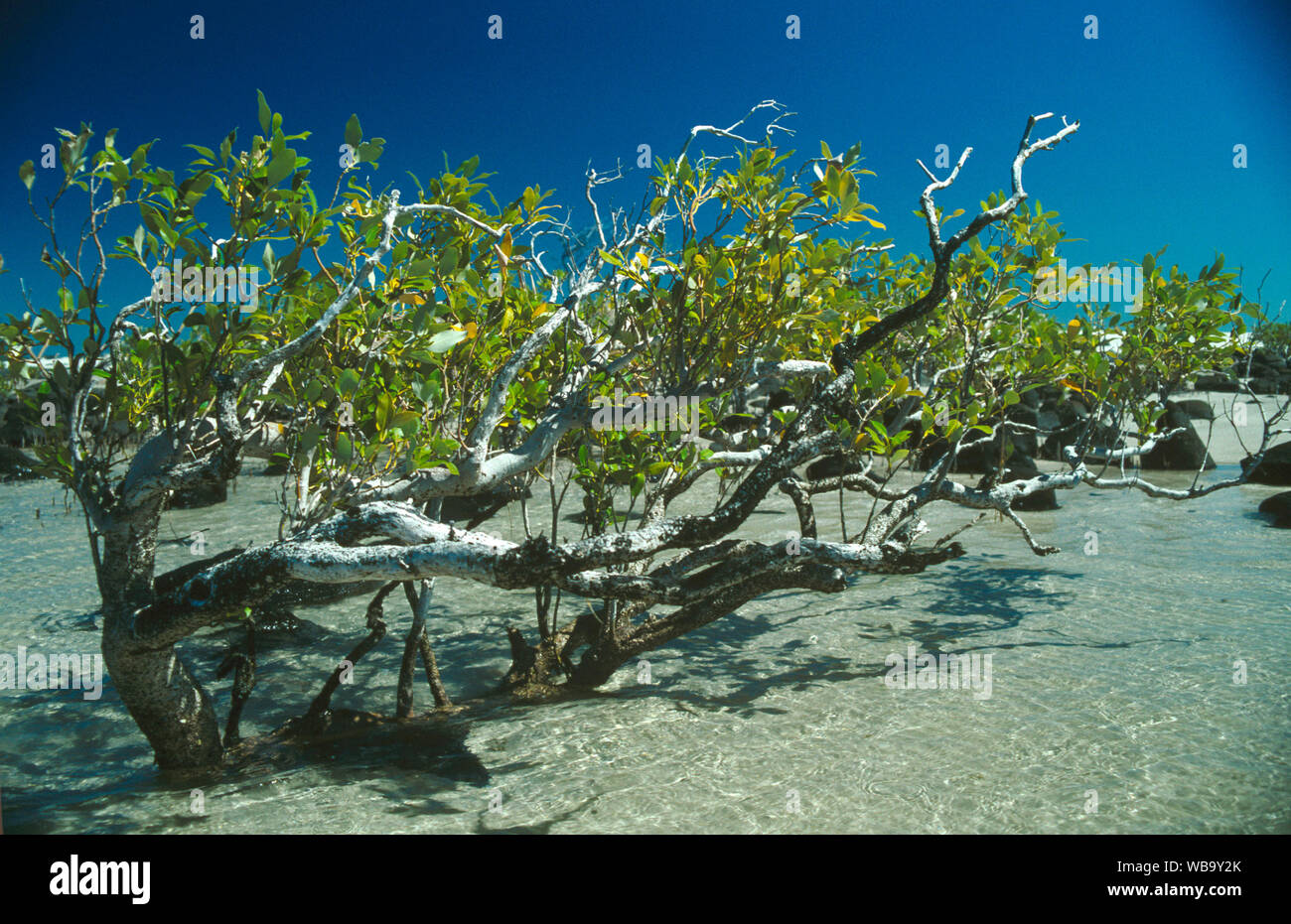 Australian grey mangrove hi-res stock photography and images - Alamy