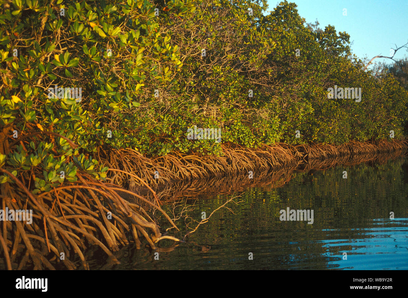 Stilt roots red mangrove rhizophora hi-res stock photography and images ...