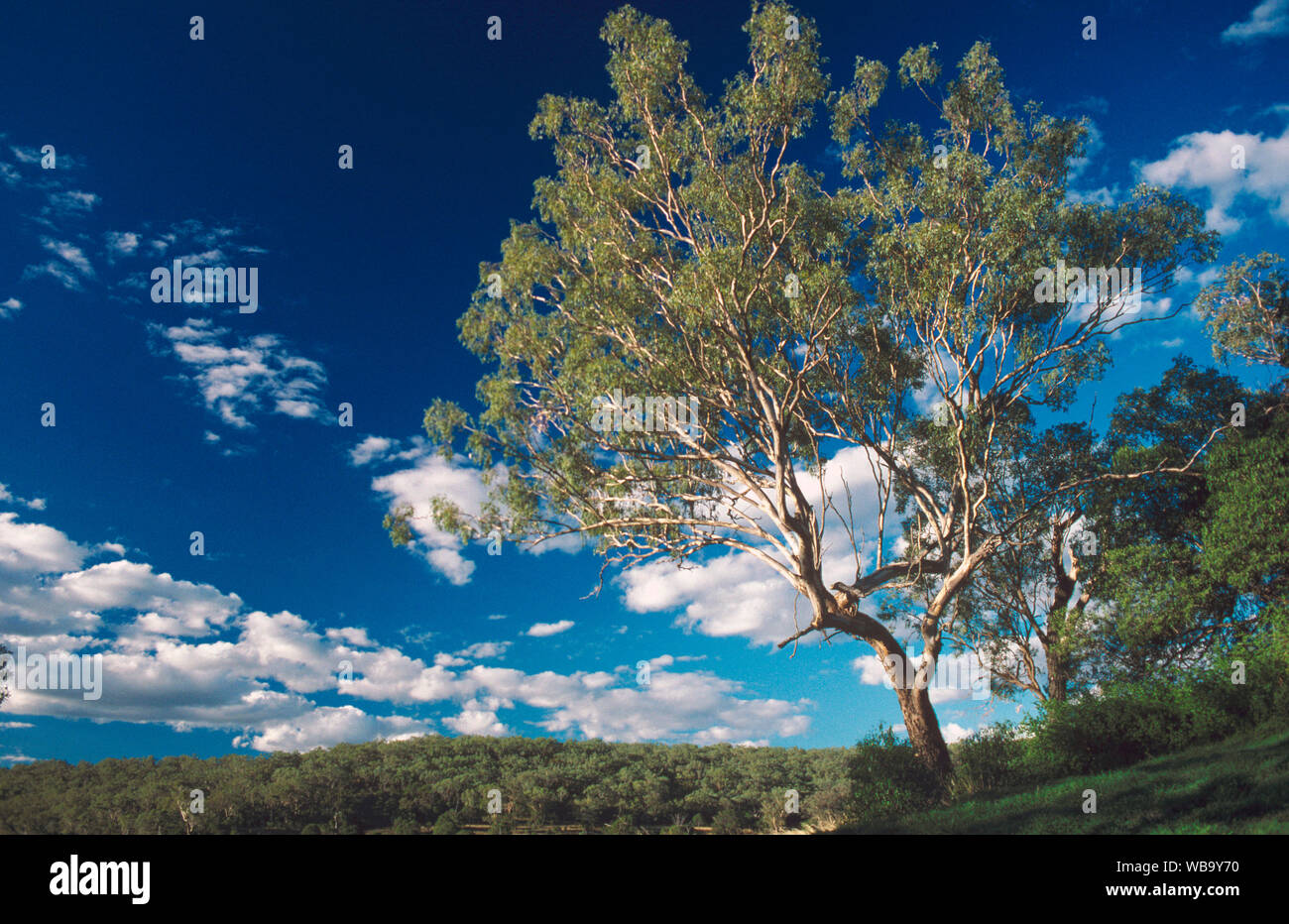 Gum tree (Eucalyptus sp.), Queensland, Australia Stock Photo - Alamy