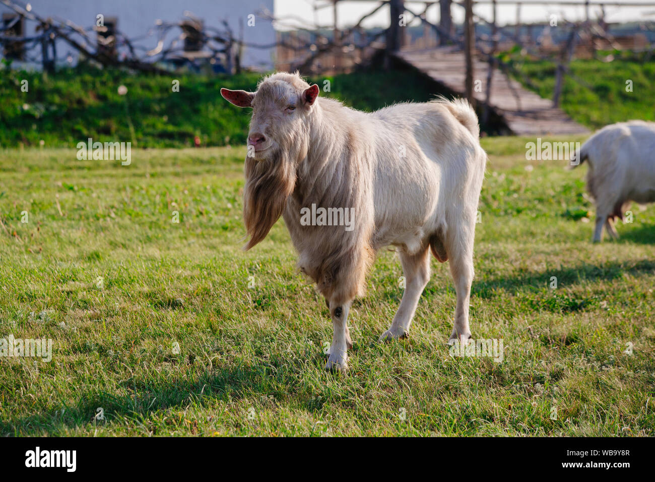 Stylish goat hi-res stock photography and images - Alamy
