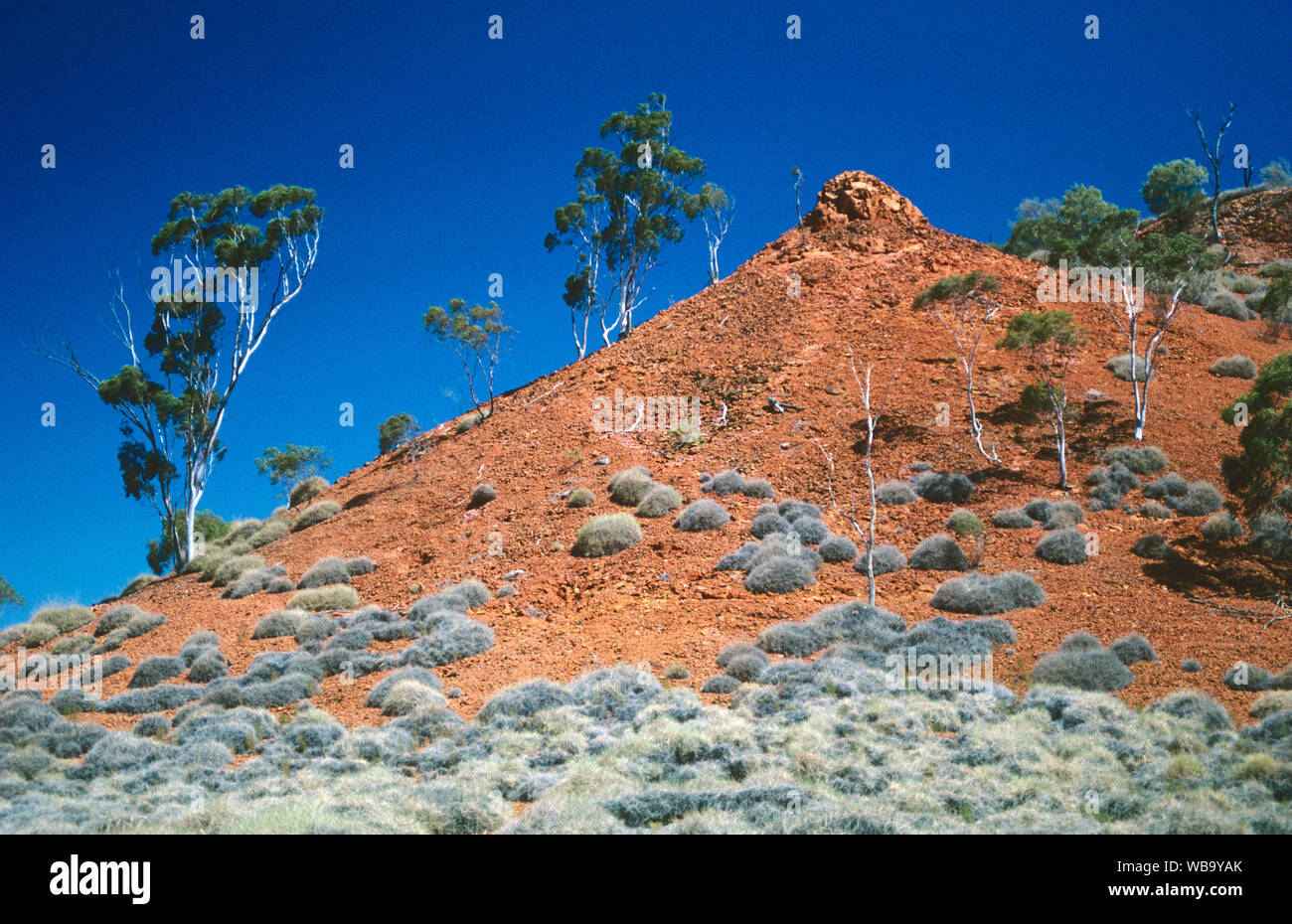 Stoloniferous creeping plants hi-res stock photography and images - Alamy