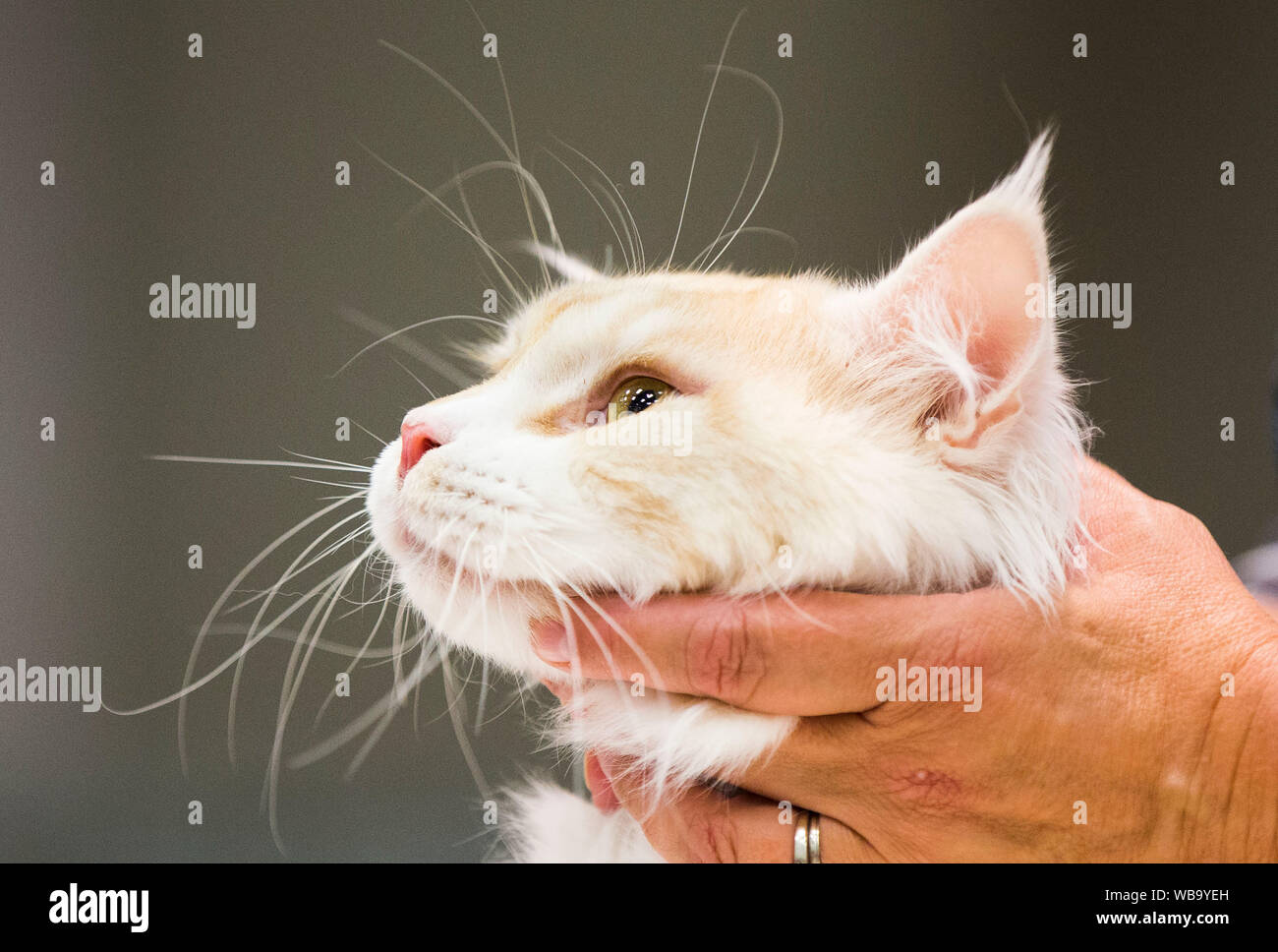 Toronto, Canada. 25th Aug, 2019. A pet cat is seen during the Cat Show ...