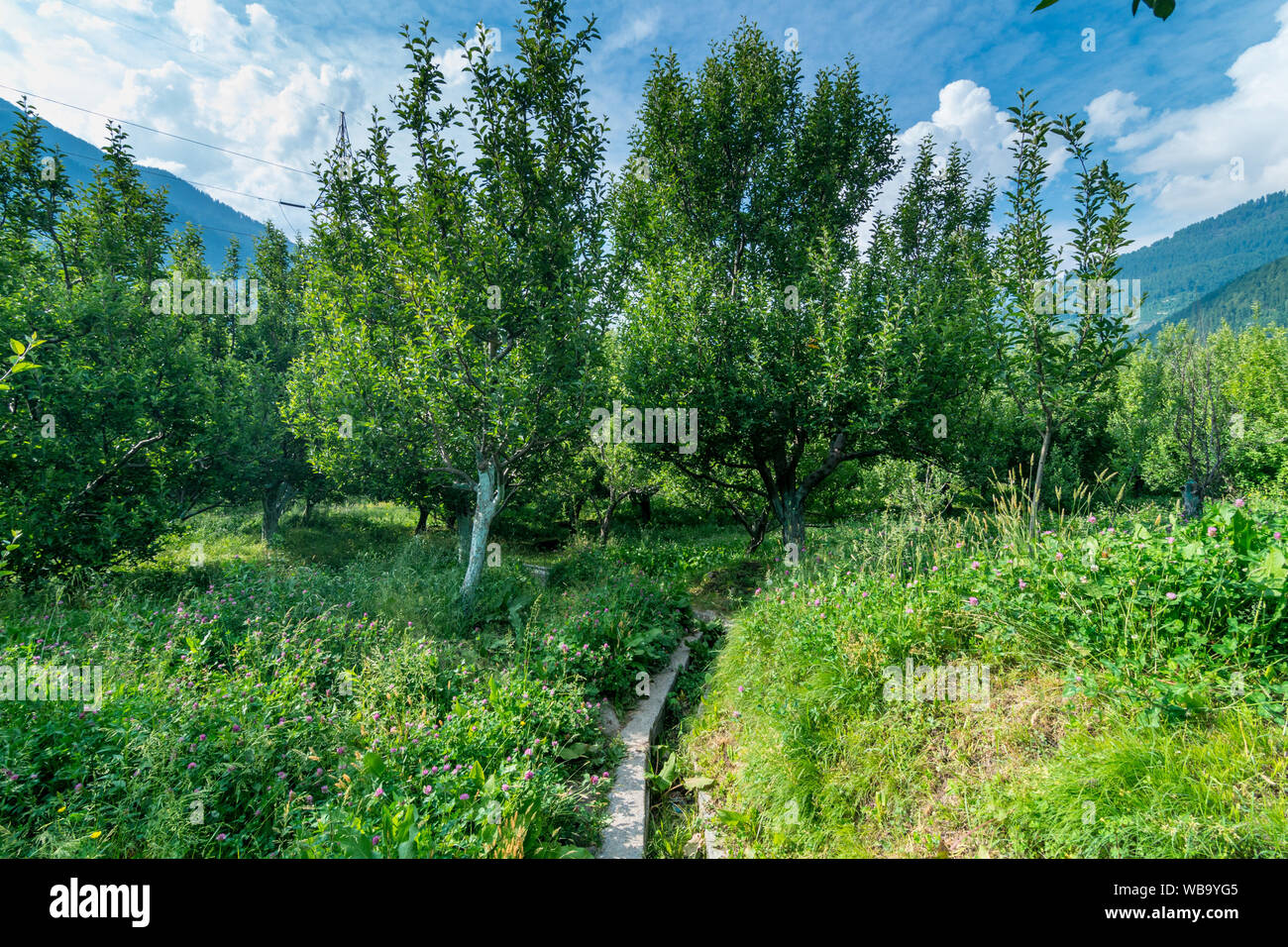 Kashmir Apple Stock Photos & Kashmir Apple Stock Images - Alamy