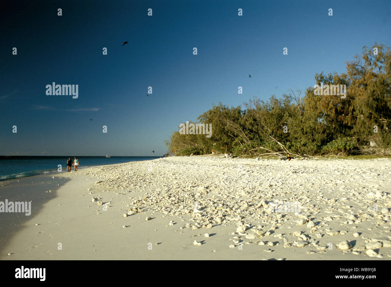 Lady Elliott Island coral beach. Great Barrier Reef, Queensland ...
