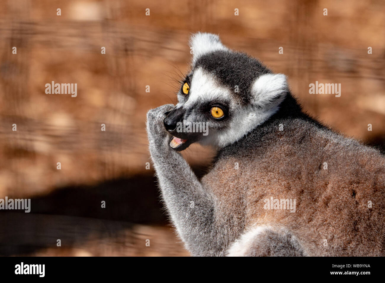 Ring tail lemur. This is a side view of a ring tail lemur on a tree ...