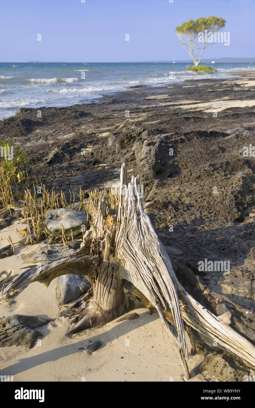 Water-eroded beach. Erosion of beach sand has exposed areas of coffee ...