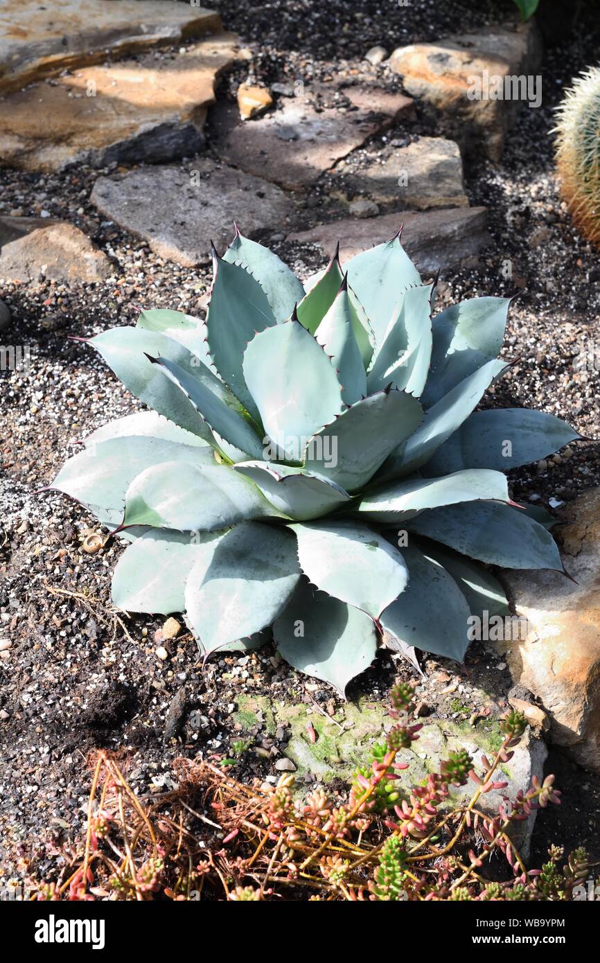 Agave rosette hi-res stock photography and images - Alamy