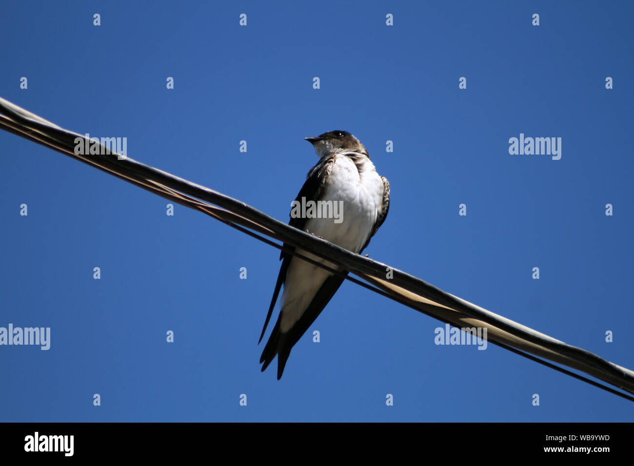 Tree swallow bird close hi-res stock photography and images - Alamy