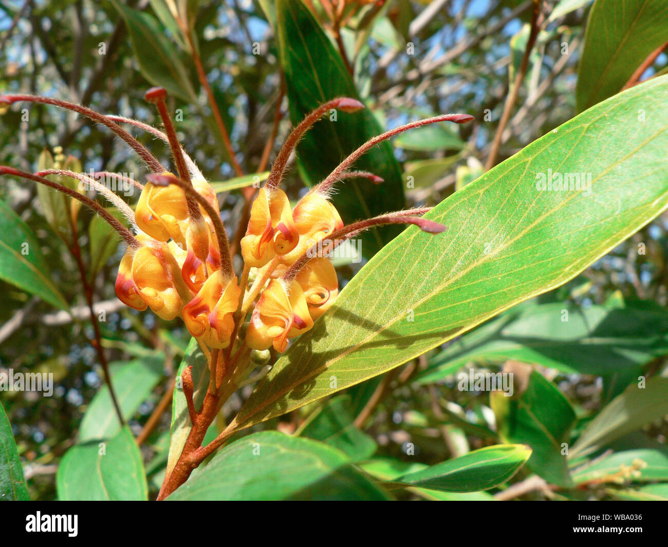 Grevillea Hybrid High Resolution Stock Photography and Images - Alamy