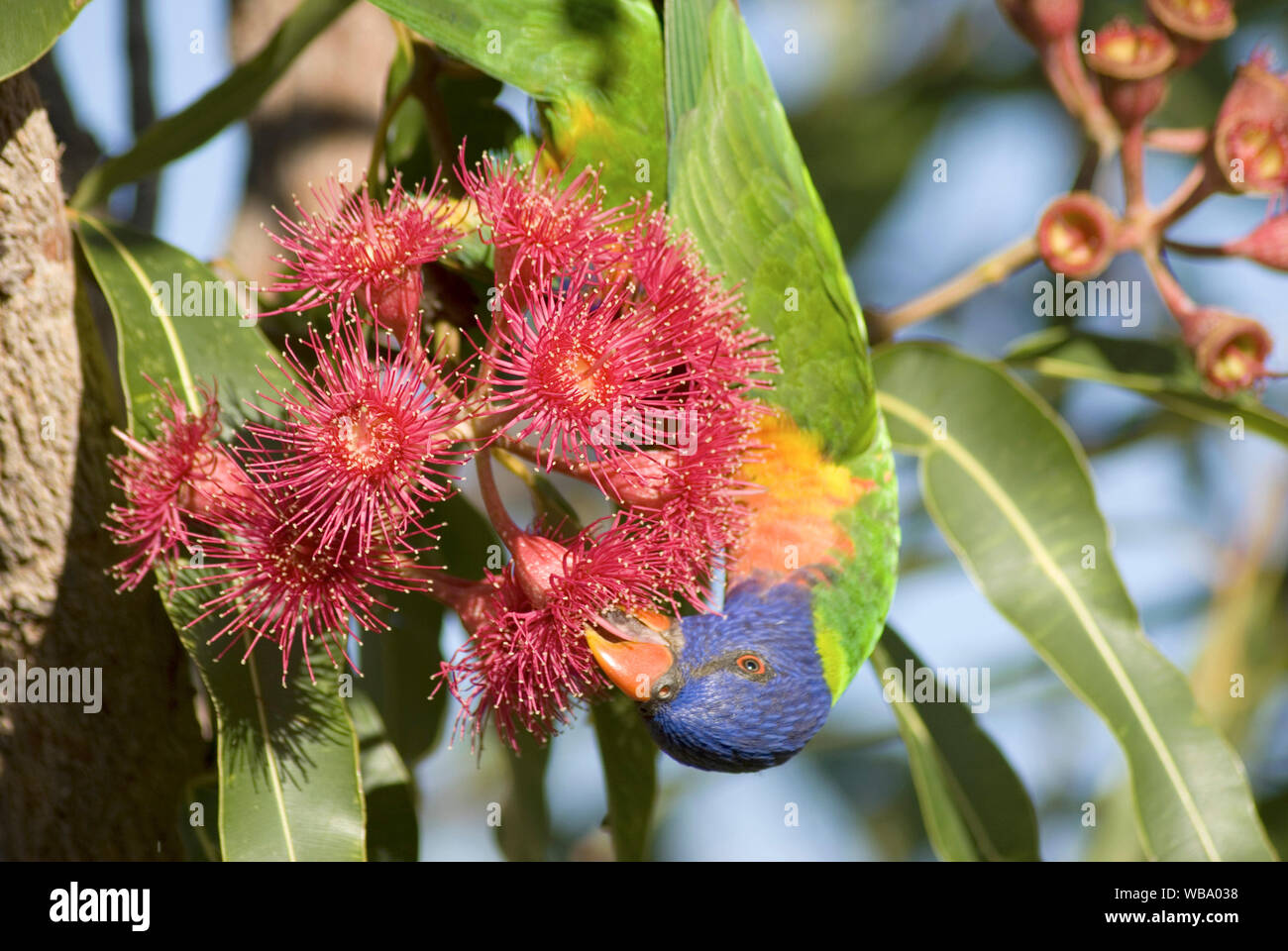 Red bloodwood hi-res stock photography and images - Alamy