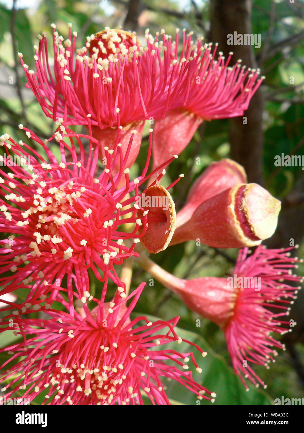 Rich scarlet flowering hi-res stock photography and images - Alamy