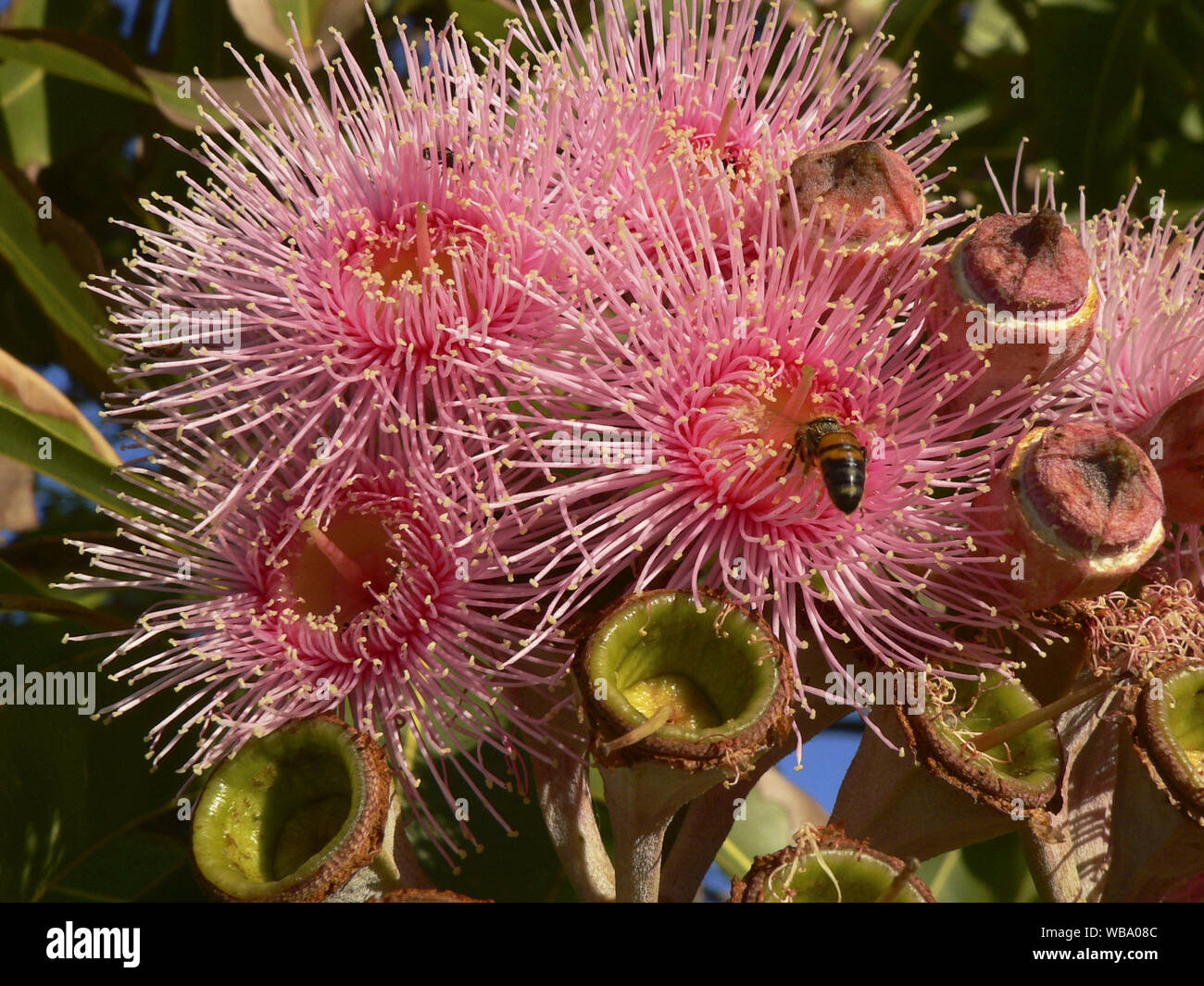 Bloodwood tree hi-res stock photography and images - Alamy