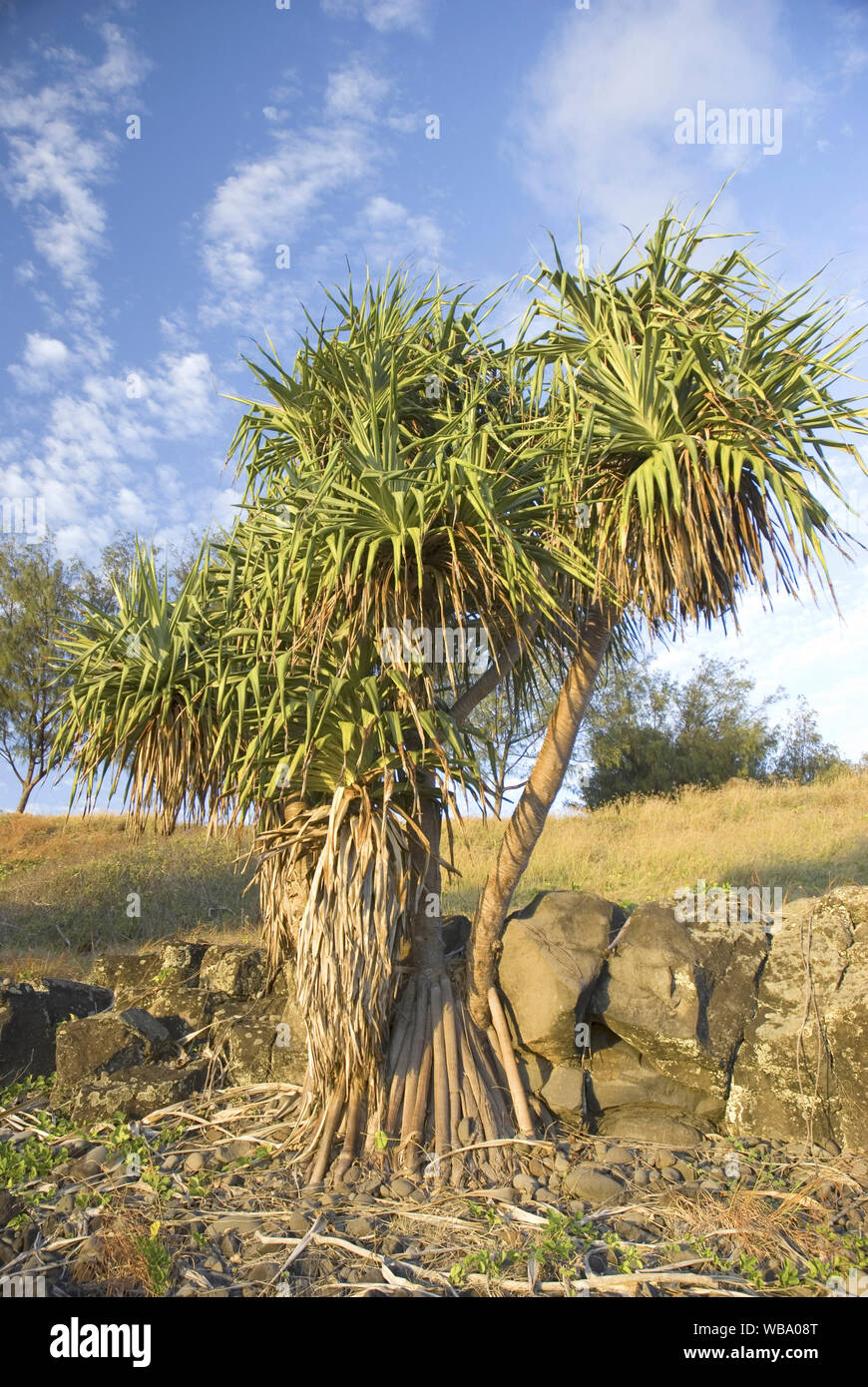 Thatch screwpine hi-res stock photography and images - Alamy