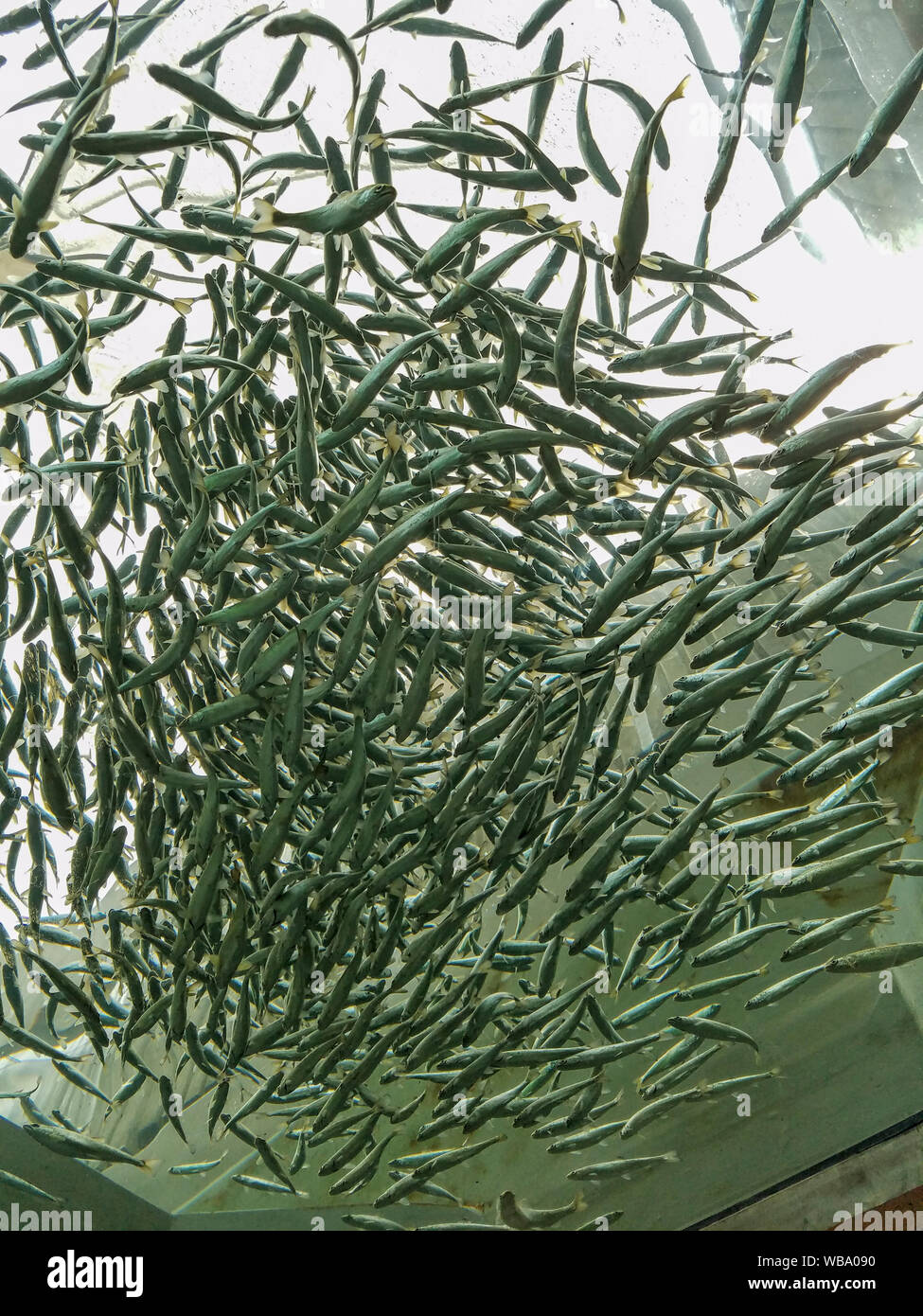Cloud of juvenile coho salmon at Seattle Aquarium. They are kept here ...