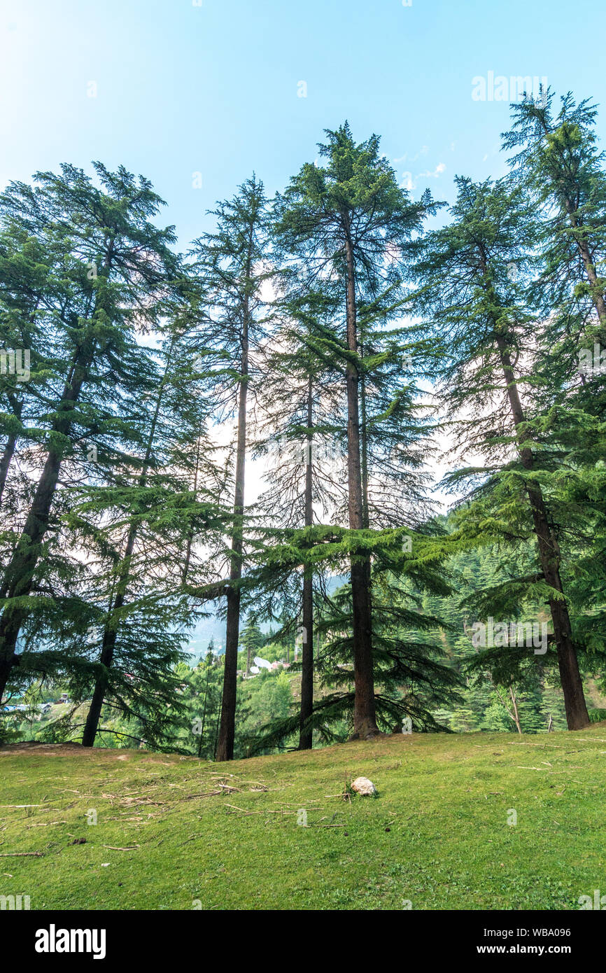 Photo of Pine tree forest in himalayas Stock Photo - Alamy