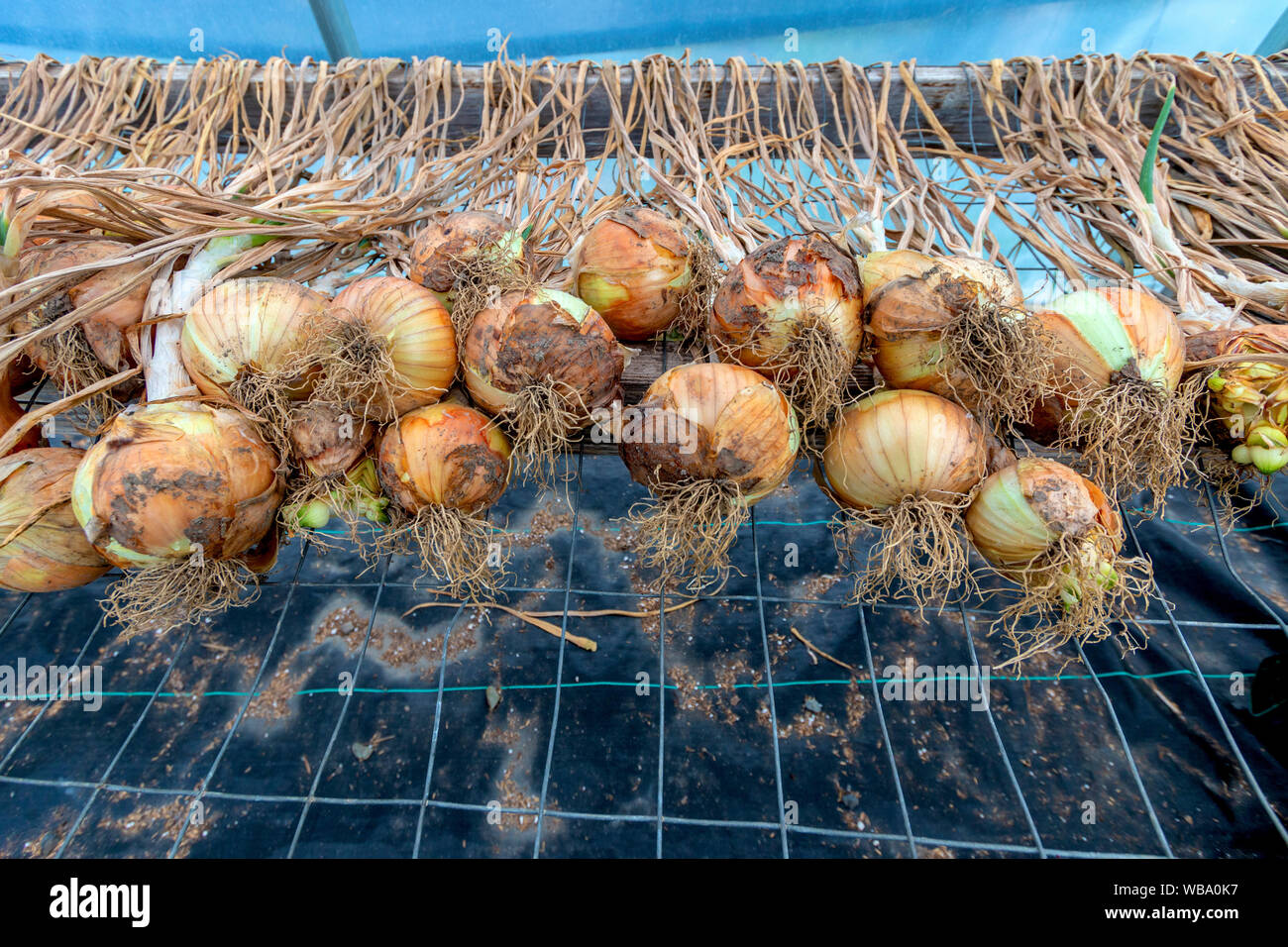 Onions Drying Rack High Resolution Stock Photography and Images - Alamy