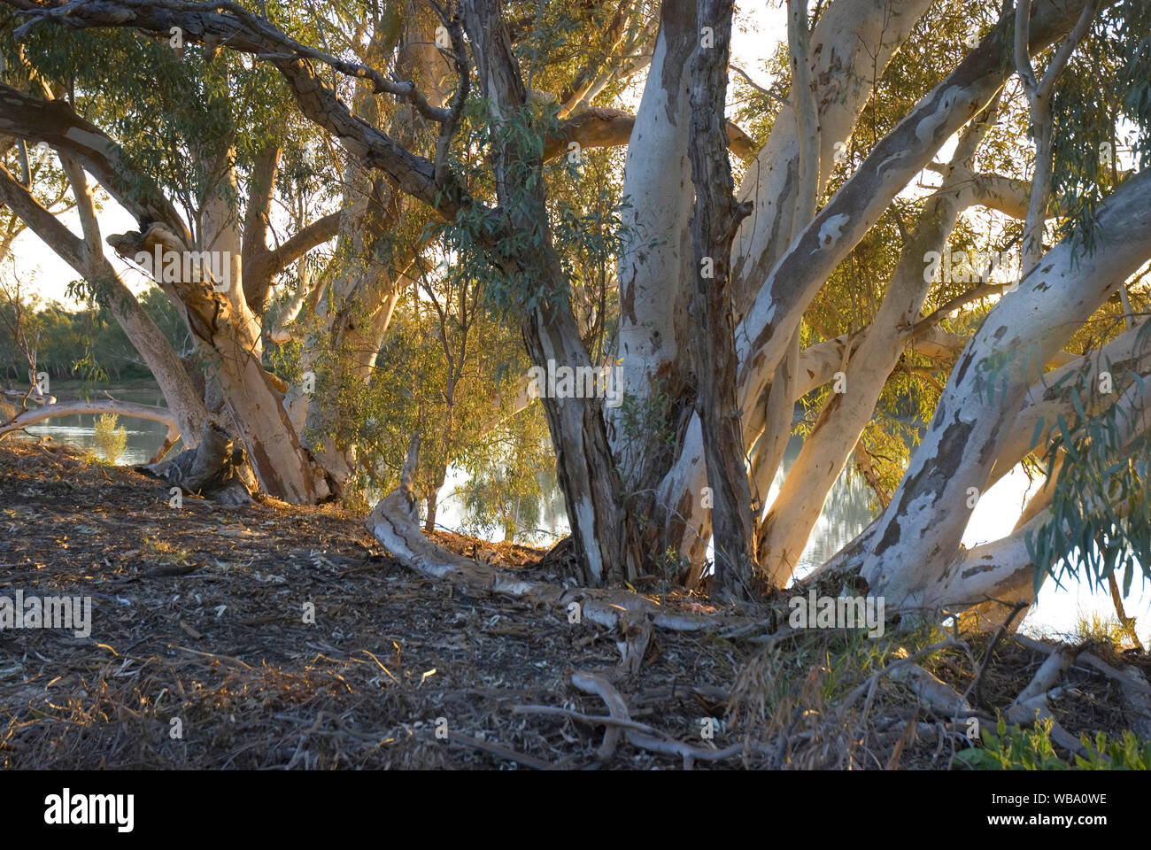 Northern river red gums (Eucalyptus camaldulensis var. obtusa) on the ...