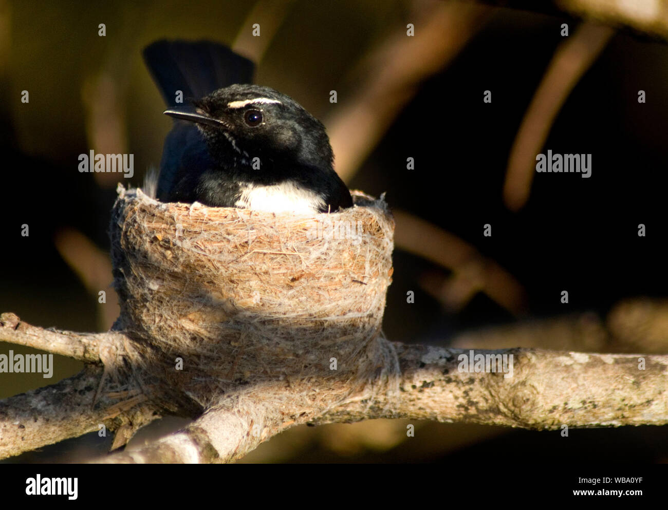 Black fantails hi-res stock photography and images - Alamy