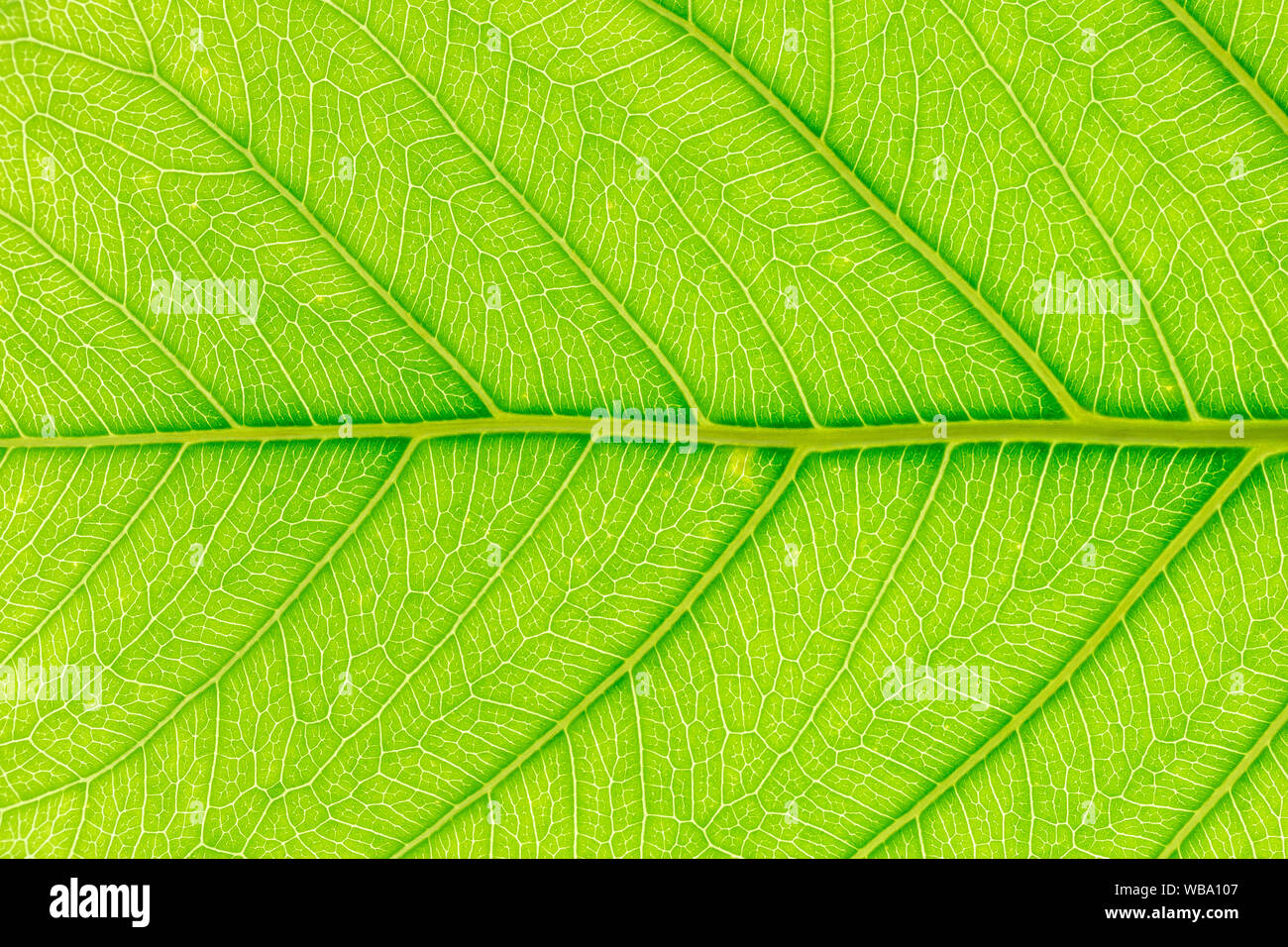 Green leaf pattern texture background with light behind for website ...